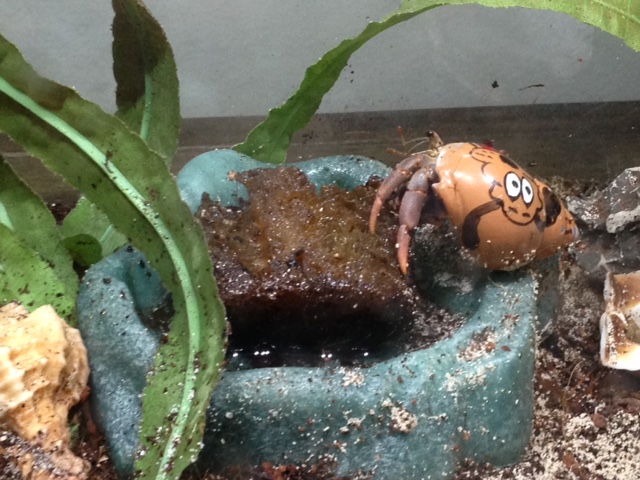 The Hermit Crab As Teacher | The Seed